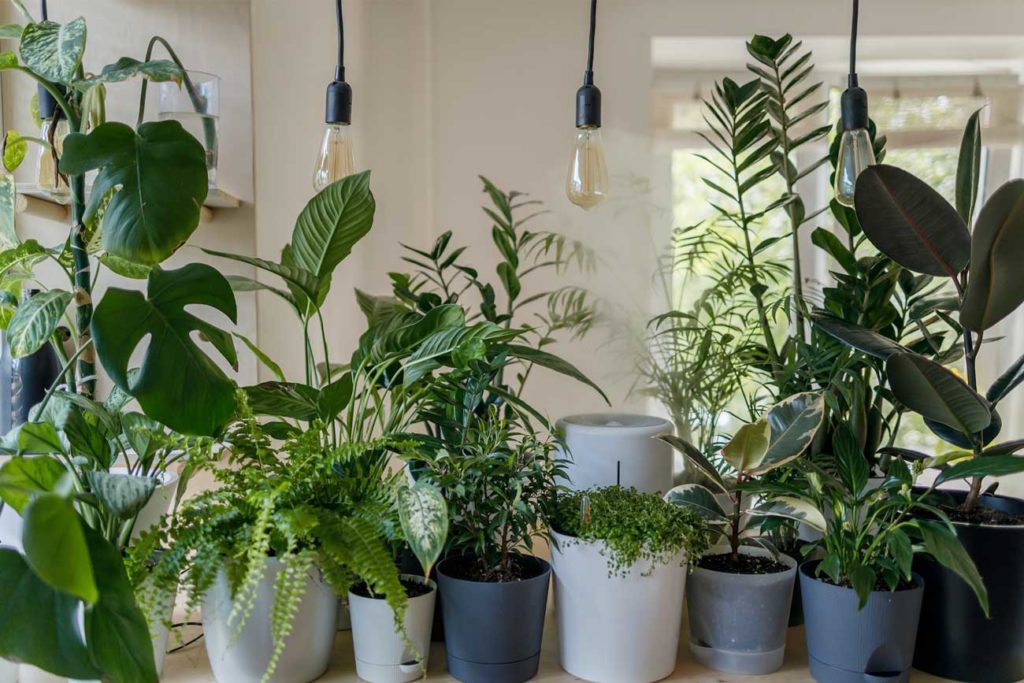 The Ultimate Guide to Common Houseplants: A Comprehensive List of ...